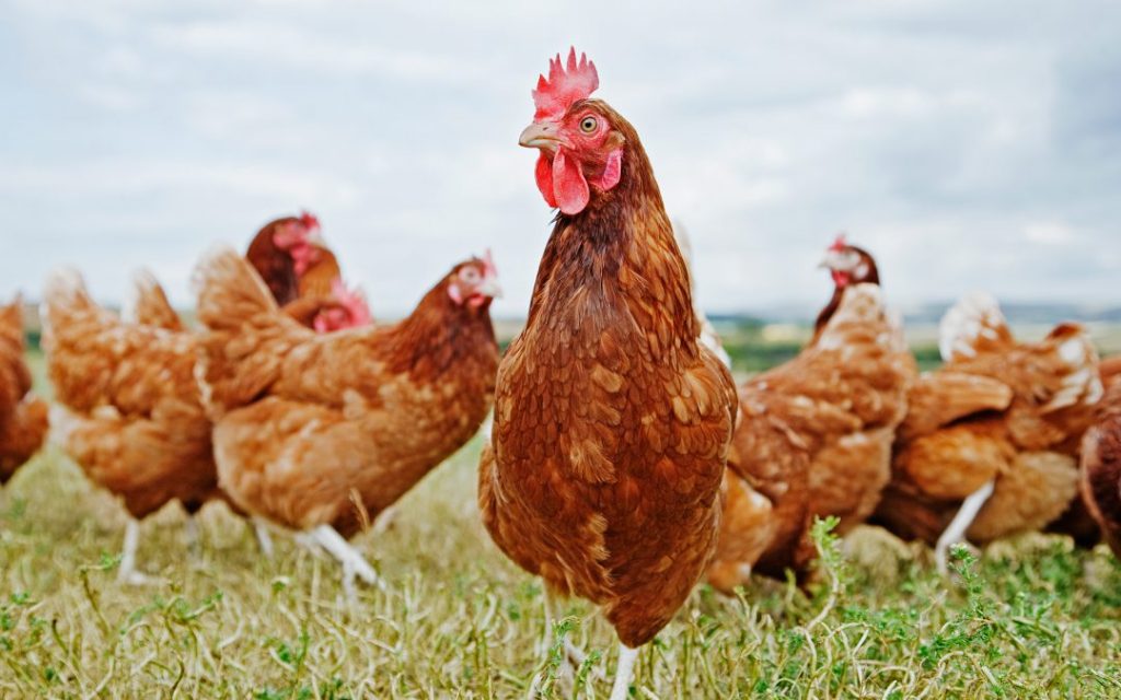 Starting A Poultry Business, What You Should Know - SME Digest!